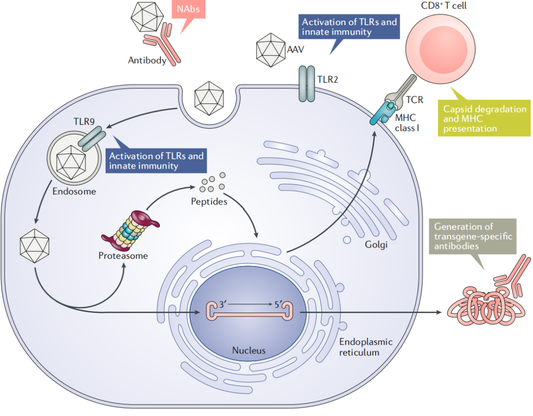 Nature综述：基因治疗载体AAV的“前世今生” - 知乎