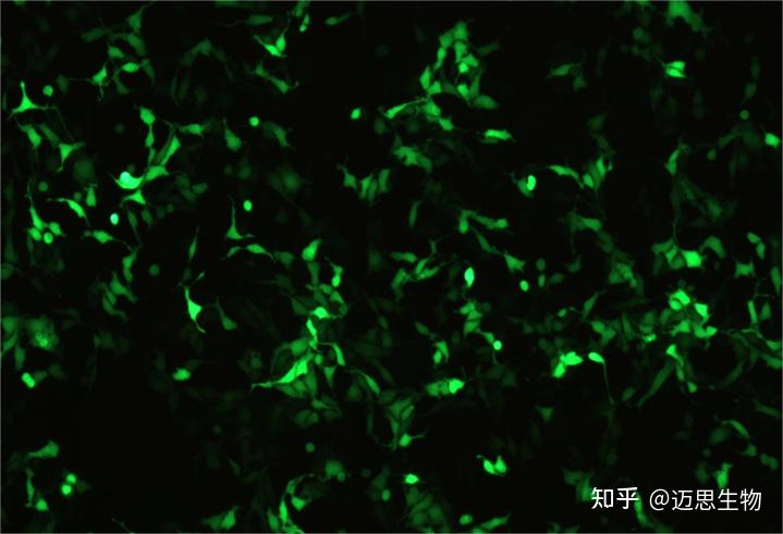 293细胞系介绍 - 知乎