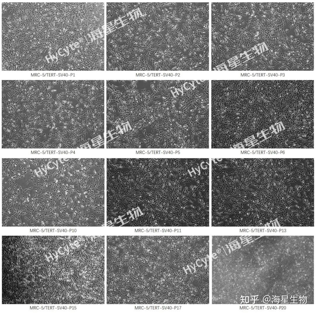【海星第三代功能验证细胞库】MRC-5永生化双引擎细胞-传代超20代 - 知乎