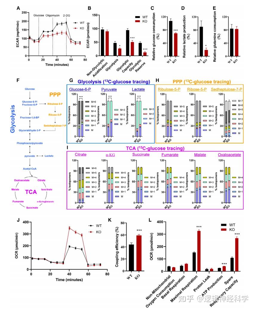 EMBO J｜郭伟翔课题组揭示L-精氨酸稳态调控成体神经干细胞活化的分子机制 - 知乎