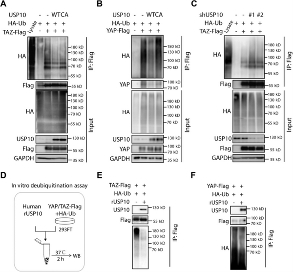 USP10通过去泛素化和稳定YAP/TAZ促进肝细胞癌的增殖 - 知乎