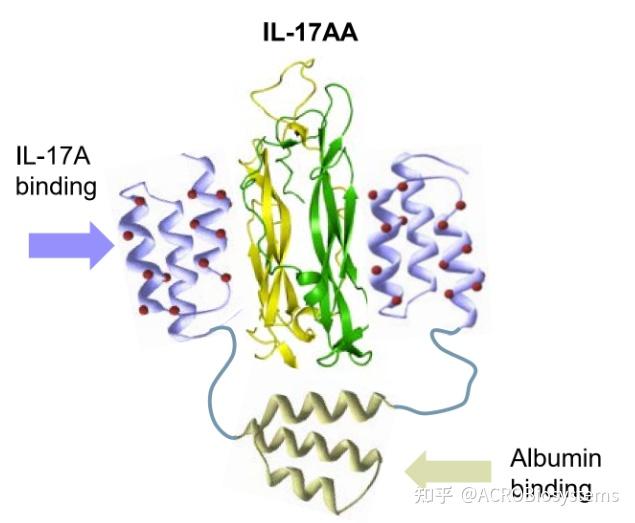 【ComboX特别推荐】HSA，融合蛋白、双抗、多抗药物研发的多面手 - 知乎