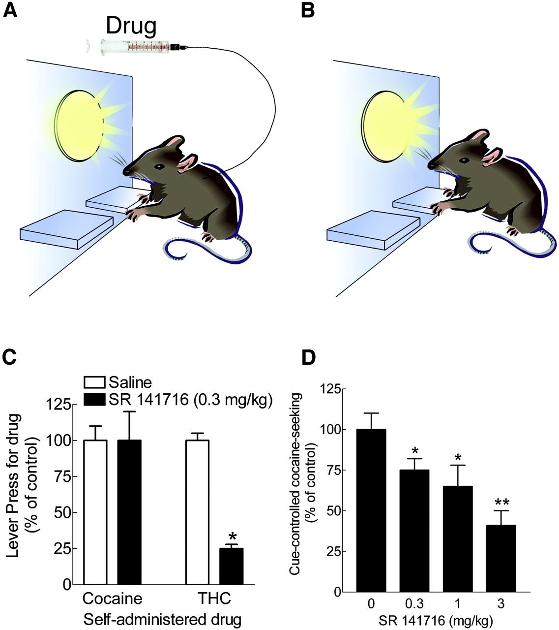 欣软行为学：大鼠静脉自身给药实验是怎么去做的（Rat Self-Administration） - 知乎
