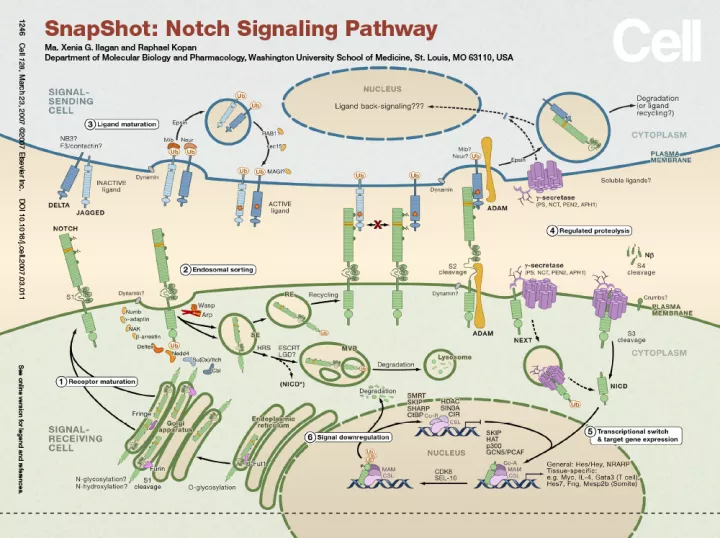 国自然划重点：红透半边天的EMT机制研究及相关通路 - 知乎