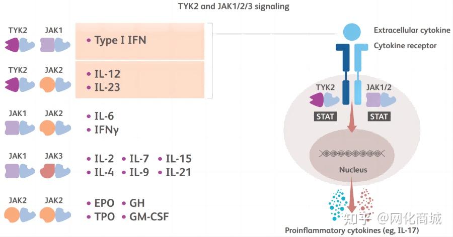 新晋明星靶点“Tyk2”，临床在研药物速览！ - 知乎