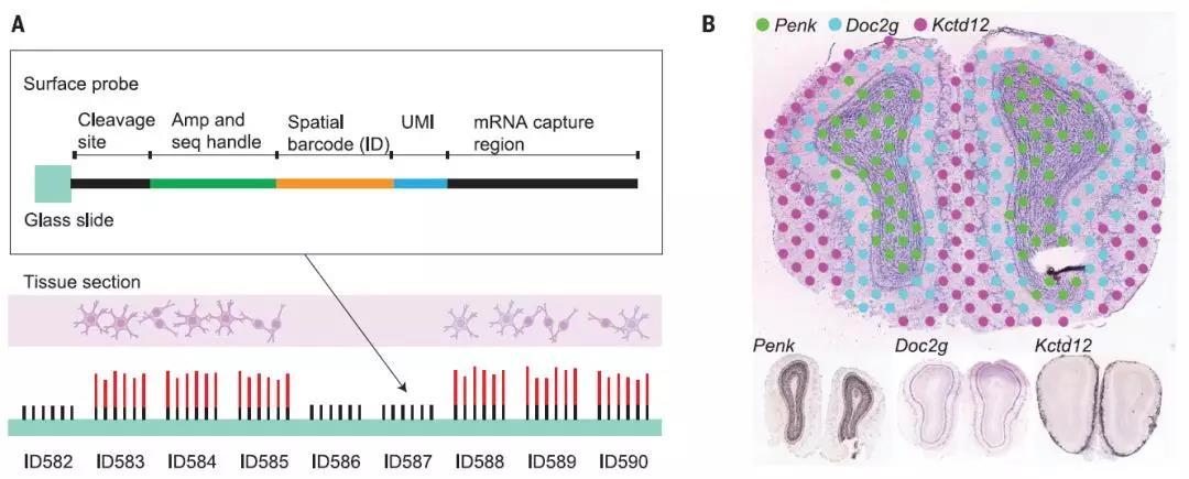 探索基因表达的空间信息 —— 空间转录组学（Spatial Transcriptomics） - 知乎