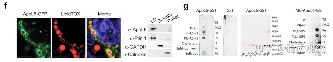 Nature Comunications｜脂滴相关蛋白ApoL6 通过与 Perilipin1互作抑制脂肪分解 - 知乎