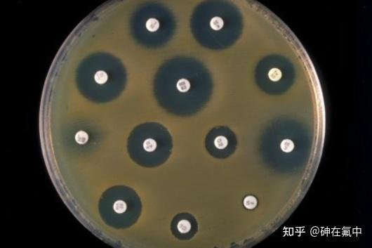 λ噬菌体载体 - 知乎