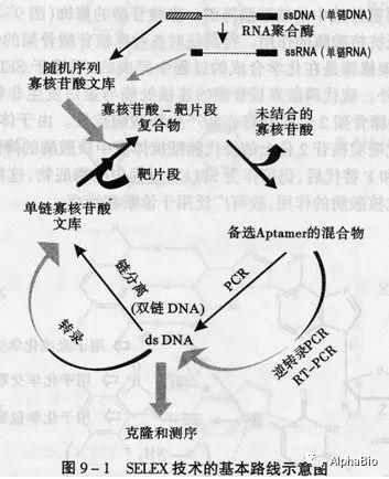 SELEX技术会成为未来吗？ - 知乎