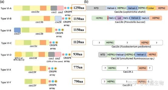 CRISPR-Cas系统的RNA编辑神器——Cas13 - 知乎