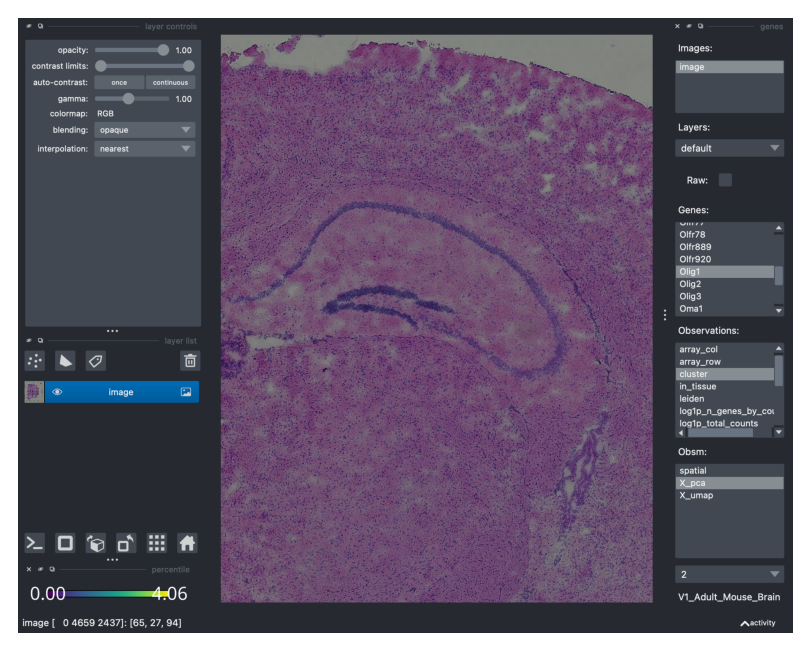 squidpy 教程 3：使用 Napari 进行交互式可视化 - 知乎