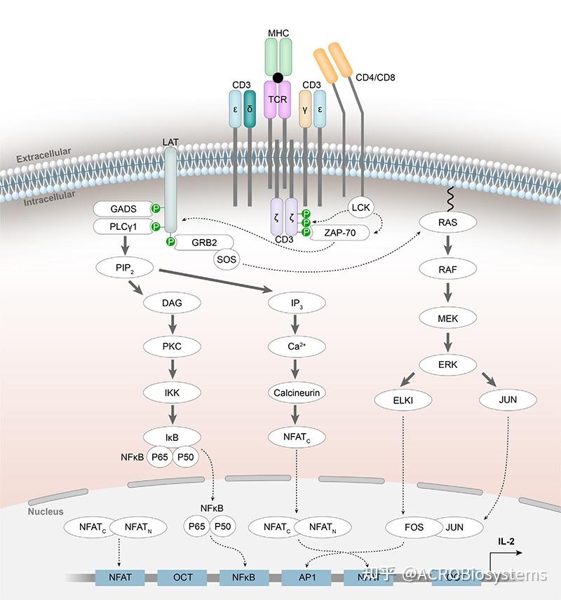 CD3不同亚基的生物学功能及临床应用 - 知乎
