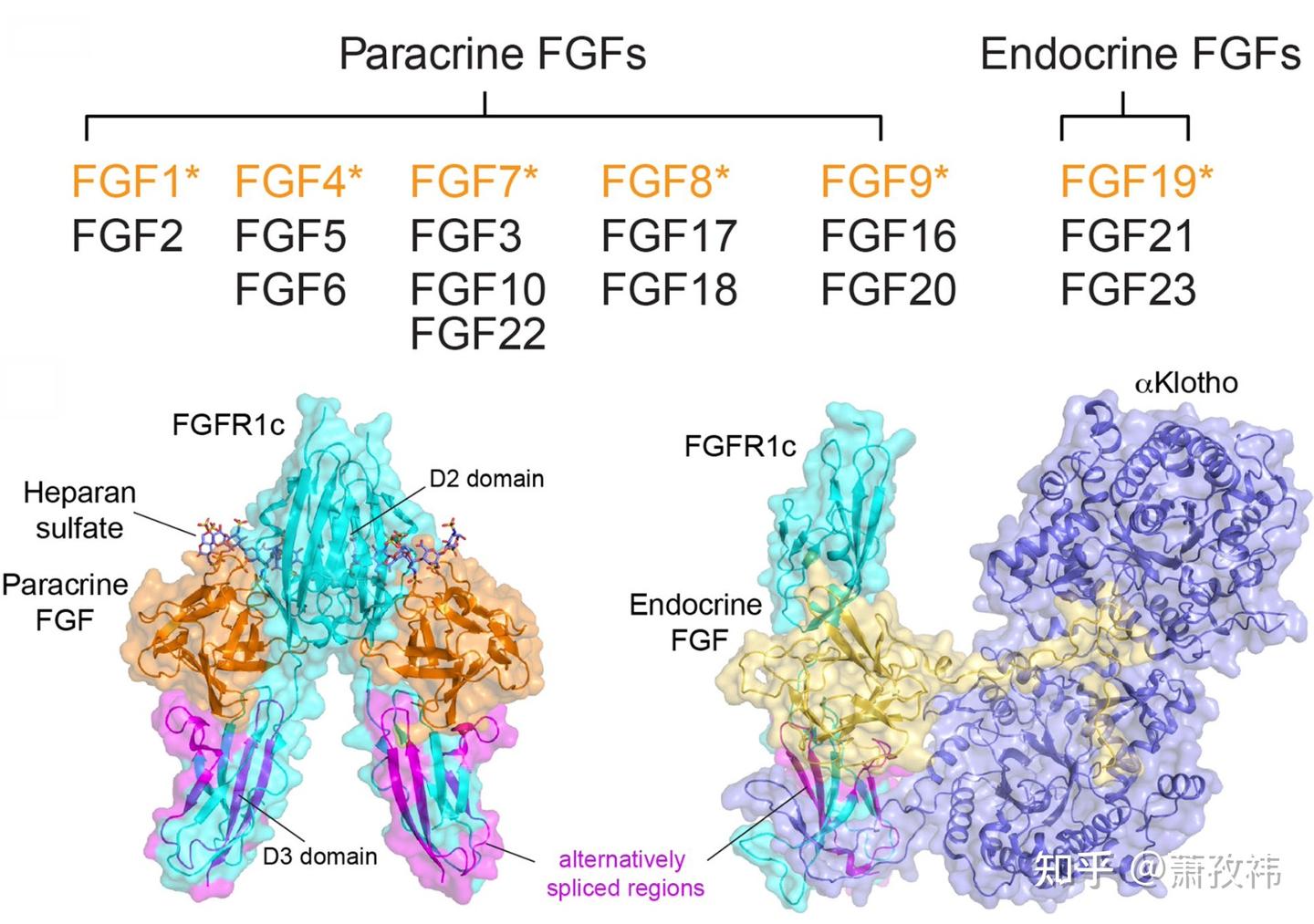 FGFR：信号通路与靶向药物 - 知乎