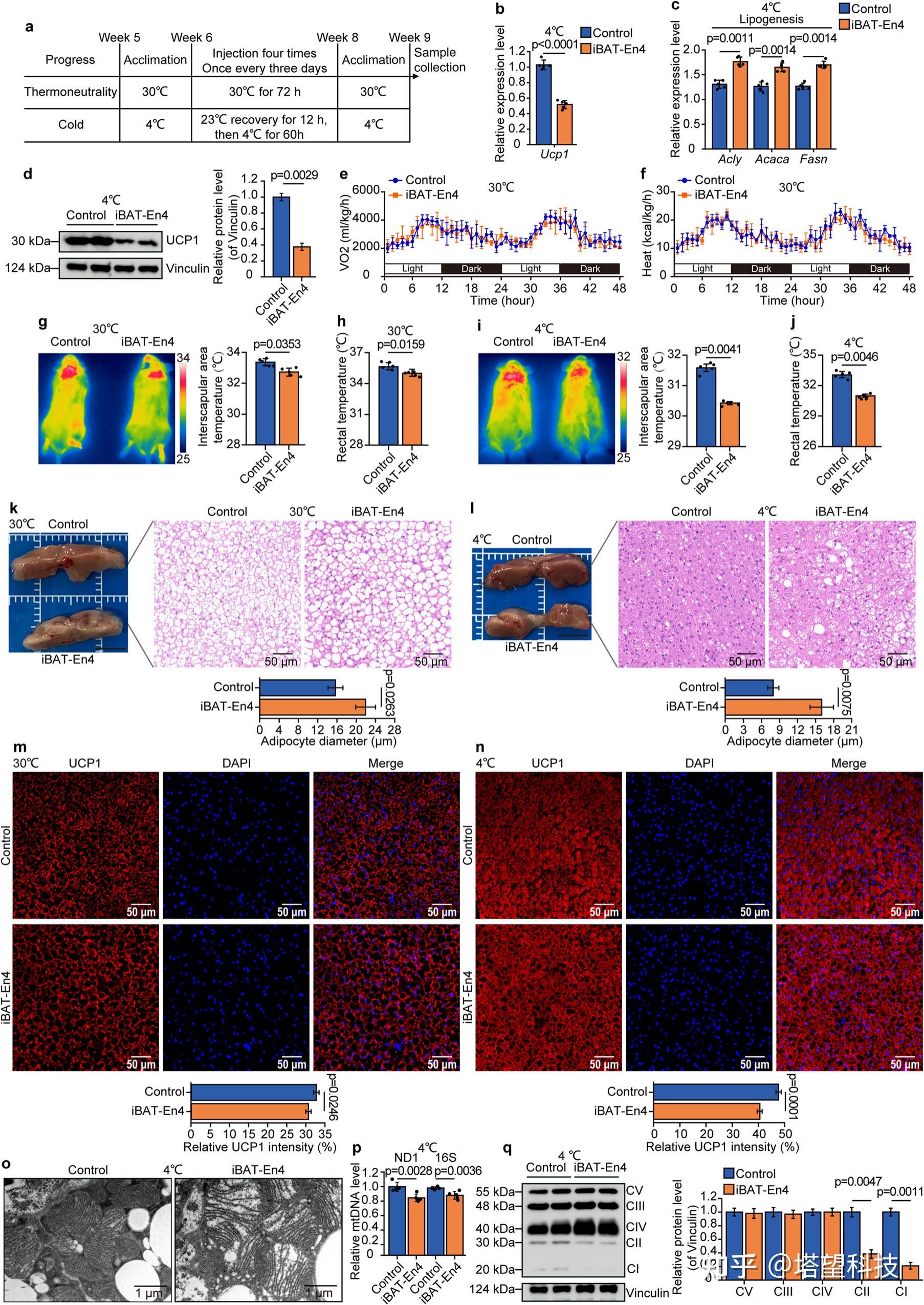 【深度好文】塔望科技助力揭示解偶联蛋白1（Ucp1）在棕色脂肪组织（BAT）中的调控机制，为肥胖及代谢疾病治疗提供潜在靶点 - 知乎