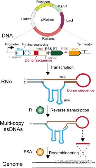 NAR︱浙江大学徐志南/连佳长团队开发Retron介导的多重基因组编辑和进化系统 - 知乎