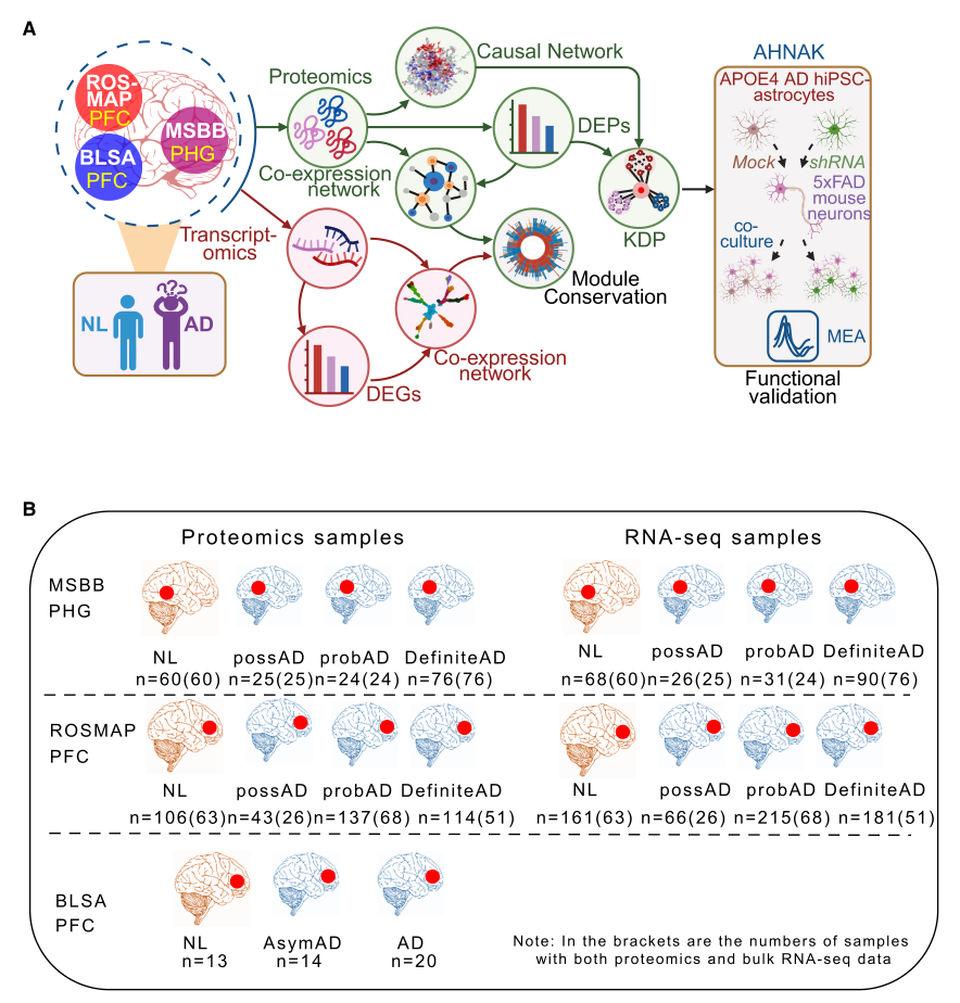 Cell揭秘 | AD病因不是 “脑细胞老了”，而是细胞间“对话网络断了” ！ - 知乎