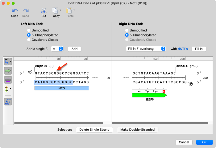 如何编辑DNA末端？_SnapGene - 知乎