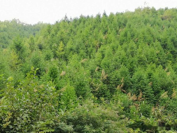 杉木中幼龄林概念及杉木中幼龄林经营技术要点 - 知乎