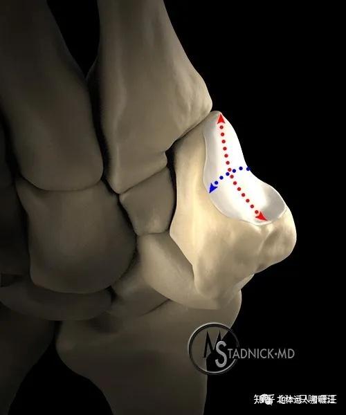 【北体运人考研·三个月带你学完解剖】Day9-关节的分类 - 知乎