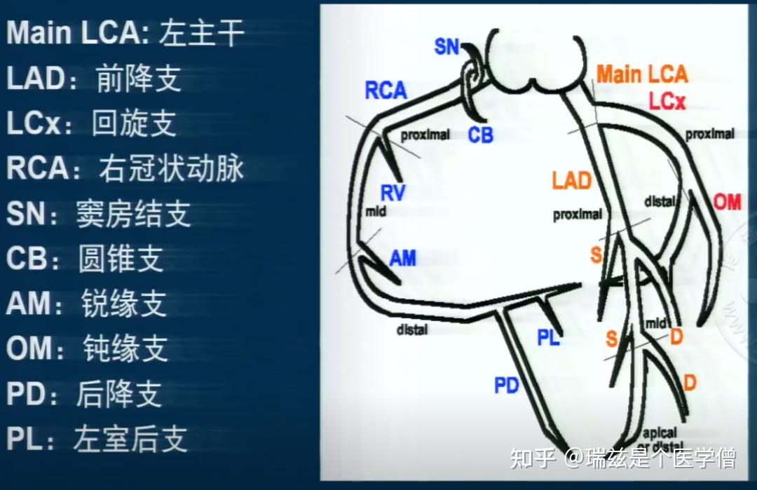 手把手教你读懂冠脉CTA - 知乎