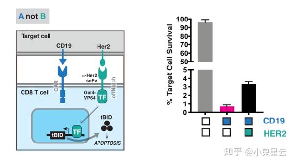Science: CAR-T细胞逻辑门的实现-synNotch - 知乎