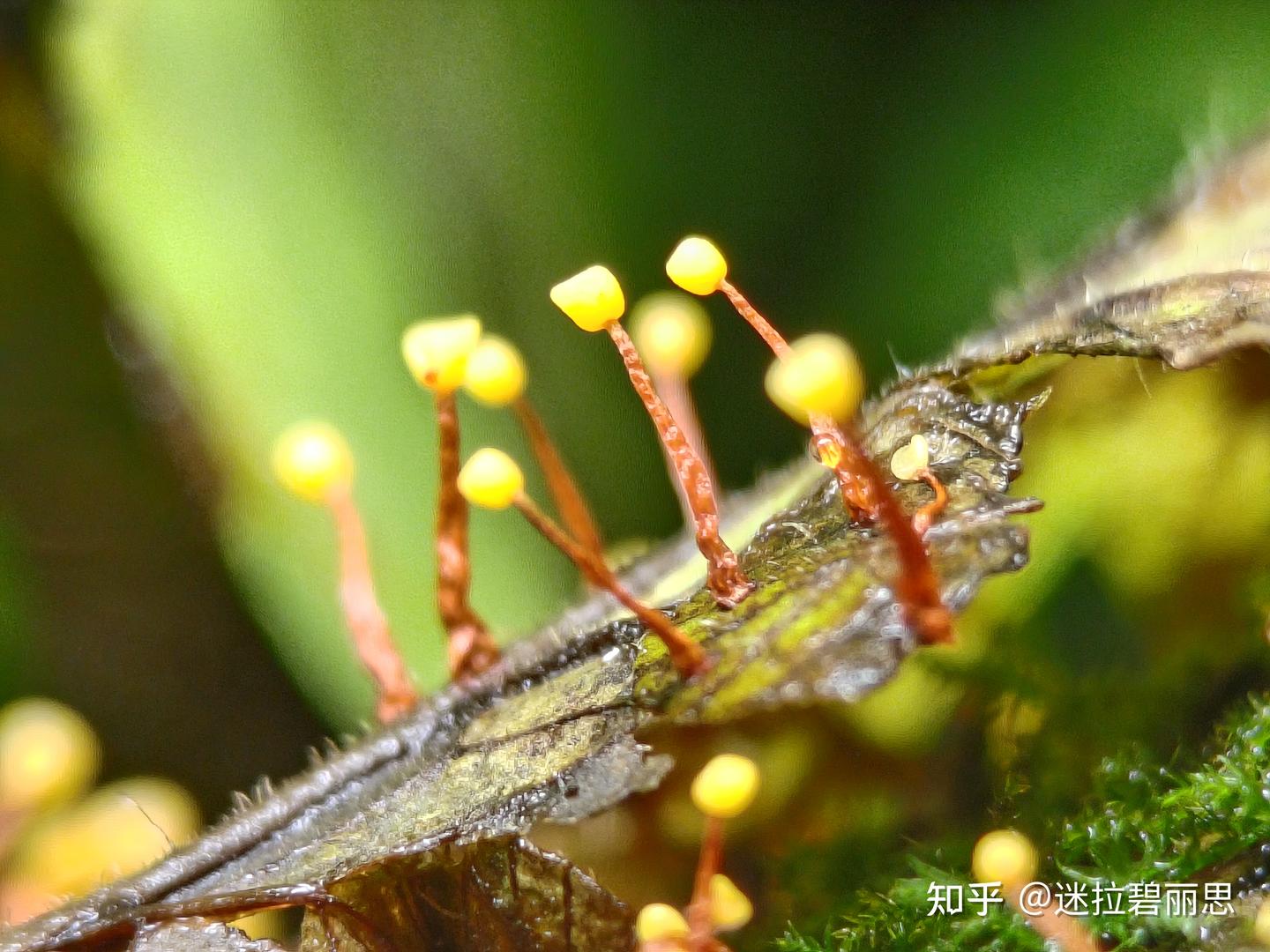 雨林缸令人惊讶地出现黏菌！（子实体部分） - 知乎