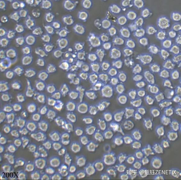 干货|最全细胞培养实战经验整理 - 知乎