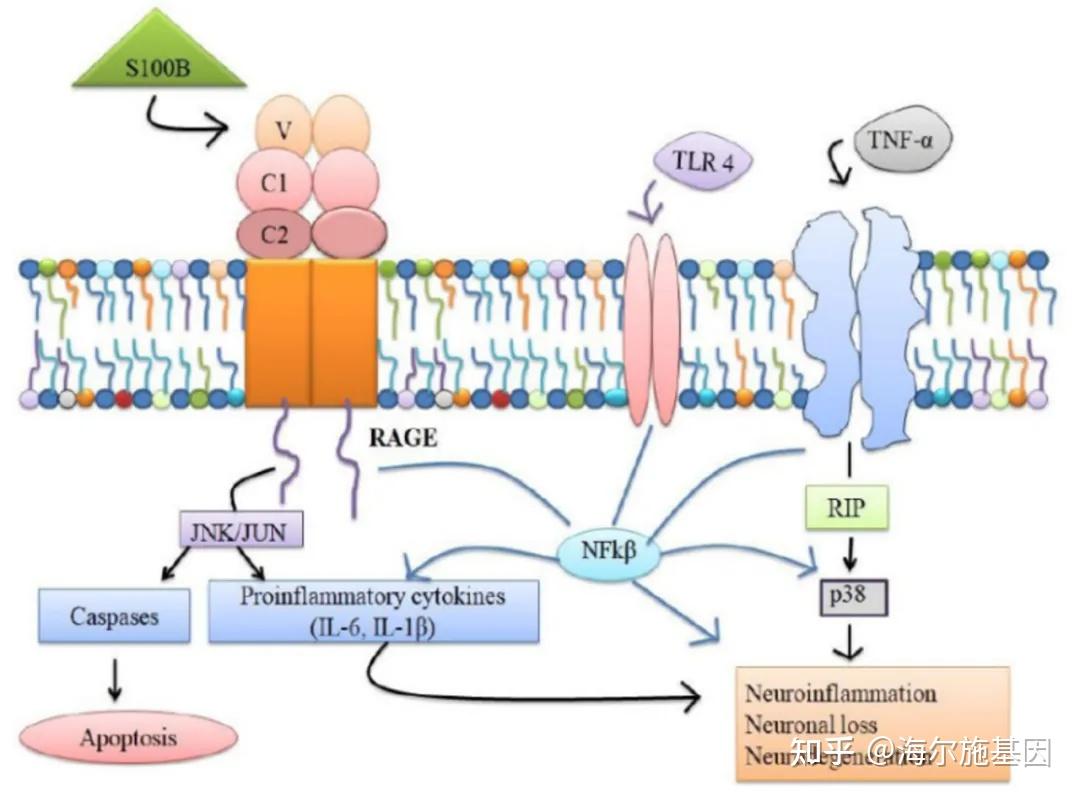 再获新证！中枢神经系统损伤诊断“急先锋”S100-β蛋白 - 知乎