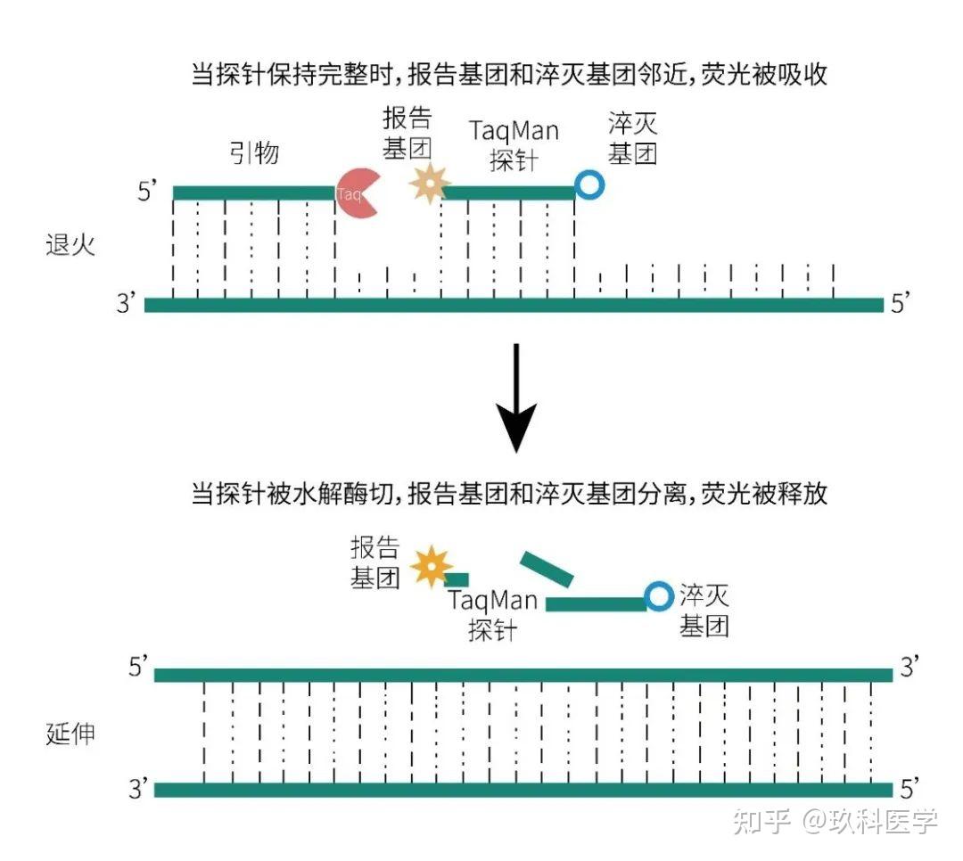 Taq-Man探针、双杂交探针、分子信标探针、蝎形探针 - 知乎