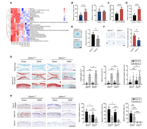 又一个生物标志物ADMA被发现！可为OA治疗提供新方向! - 知乎