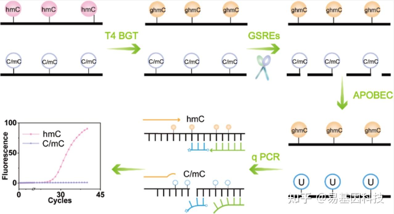 易基因：ACE-seq助力开发EDD-5hmC检测新技术用于疾病诊断研究中精准定量5-羟甲基胞嘧啶｜项目文章 - 深圳市易基因科技 - 博客园