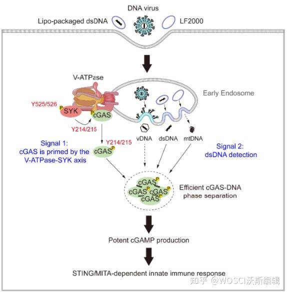 PNAS | 武汉大学发现cGAS酪氨酸磷酸化是cGAS激活和先天免疫反应的启动信号 - 知乎