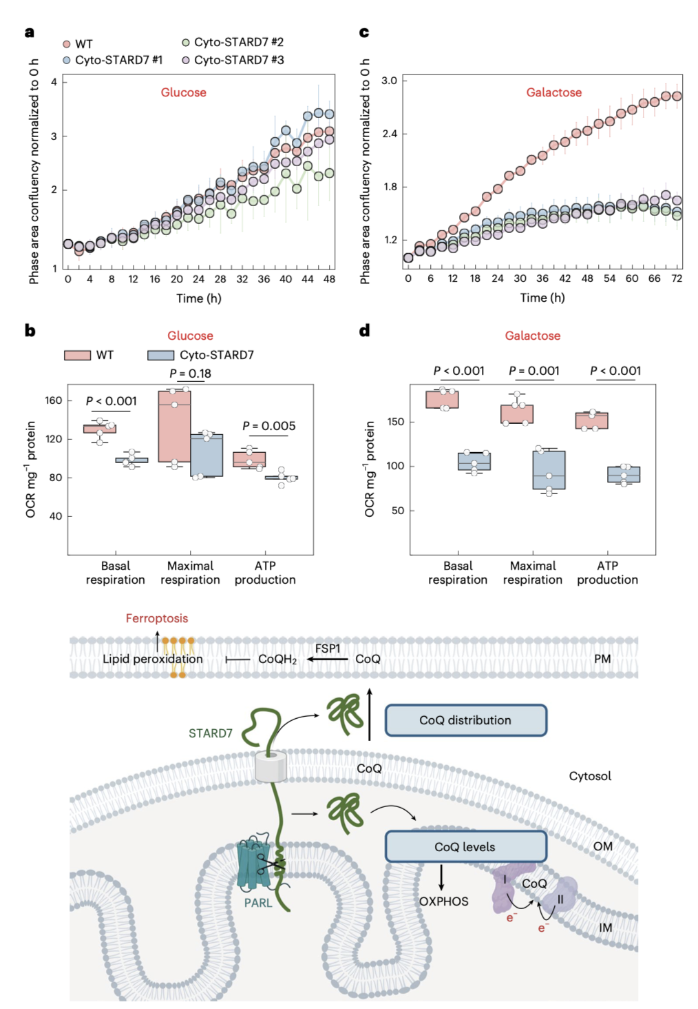 Nature Cell Biology丨线粒体通过 STARD7 调节细胞内辅酶 Q 转运和铁死亡抗性 - 知乎