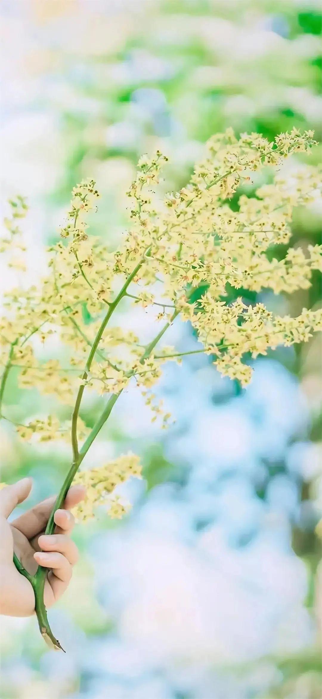 有哪些护眼的绿色系壁纸？ 知乎