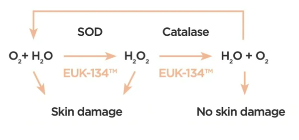 超强抗氧活性成分-EUK-134（乙基双亚氨基甲基愈创木酚锰氯化物） - 知乎
