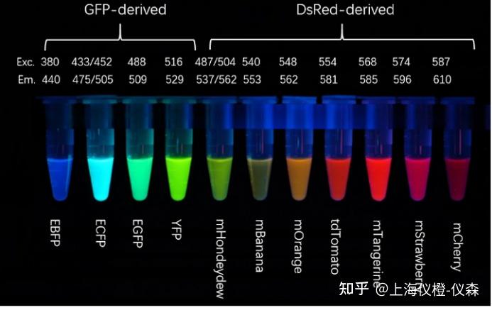 荧光蛋白的起源以及其的衍生物用途 - 知乎
