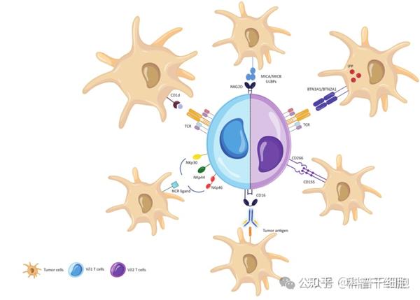 抗癌免疫细胞疗法：DC、CIK、NK、TIL、γδT... 有何不同？ - 知乎