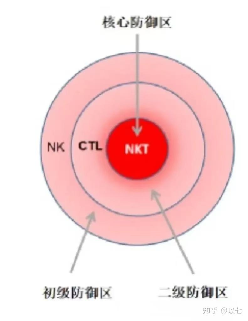 NKT细胞免疫疗法：肿瘤患者的新希望（附应用案例） - 知乎