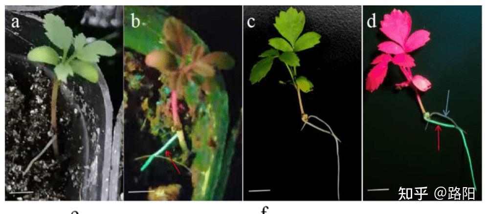 2024年常见观察GFP荧光蛋白方法有哪些 - 知乎