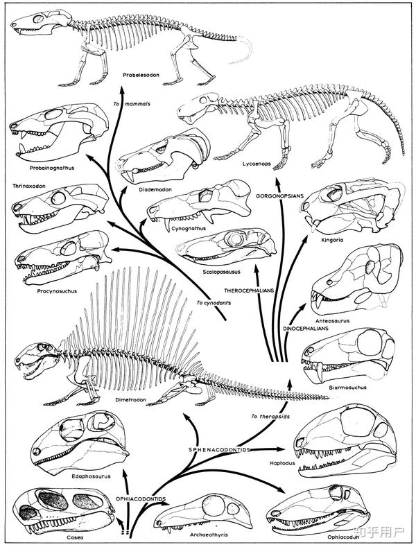 哺乳动物 - 知乎