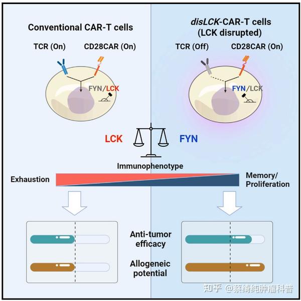 CAR-T细胞研究进展（12） - 知乎