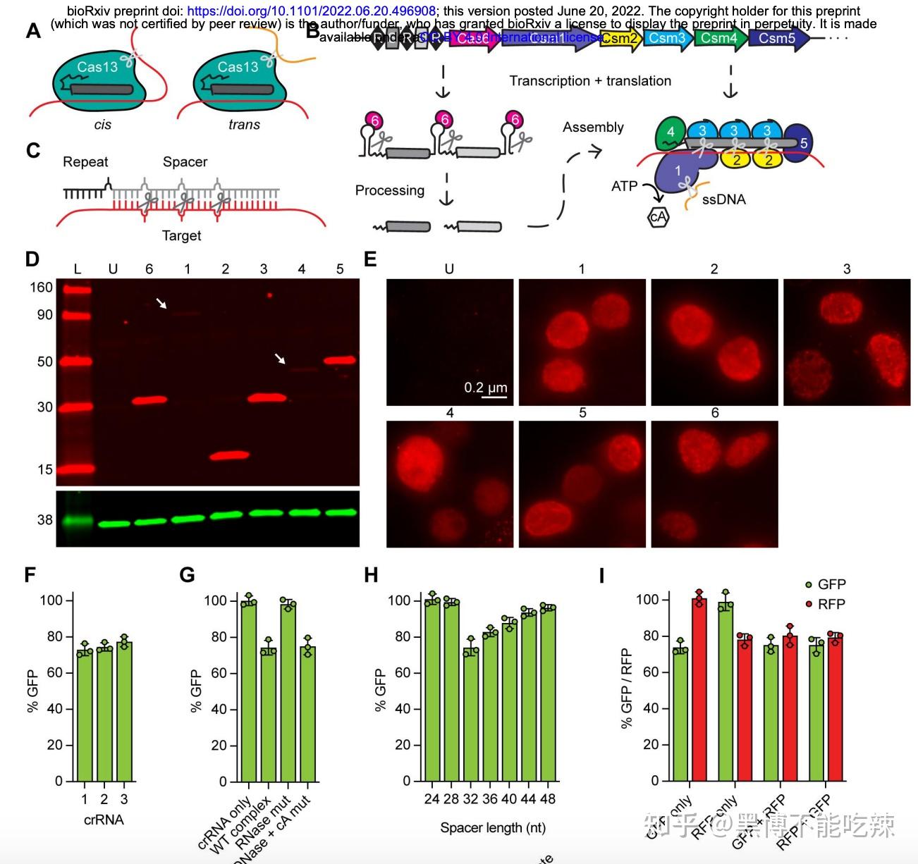 RNA靶向性的Type III CRISPR Cas家族 - 知乎