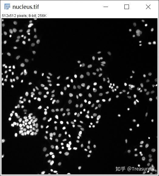 ImageJ实用教程——基于深度学习的细胞核自动分割（插件篇） - 知乎