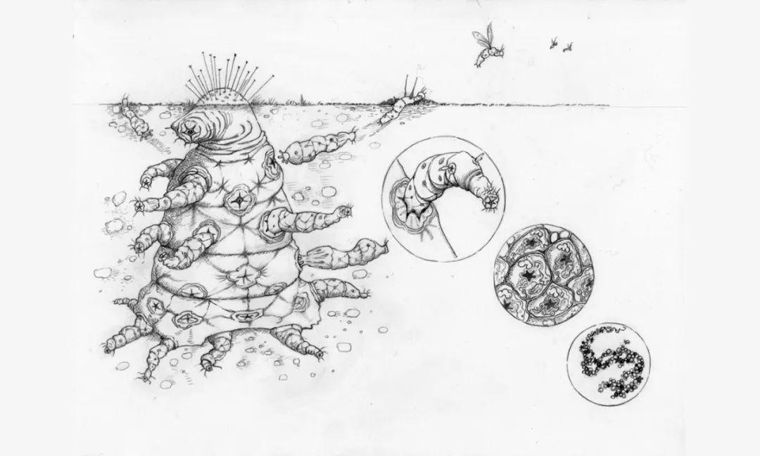 外星生物到底能长成啥样呢？ - 知乎