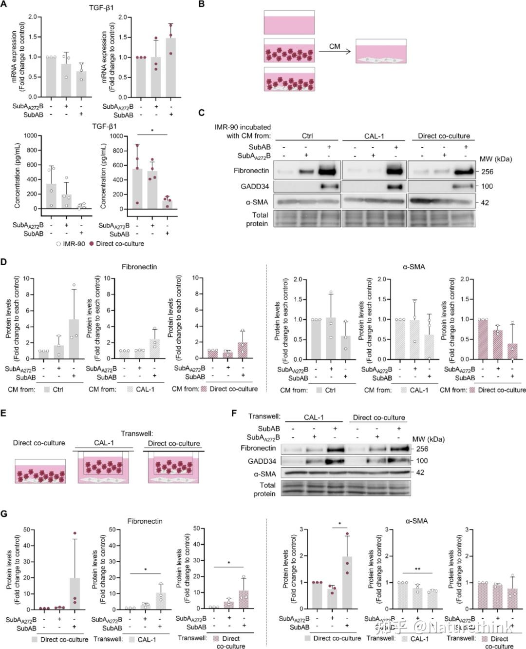 在浆细胞样树突状细胞系中促进内质网应激可驱动成纤维细胞活化 - 知乎