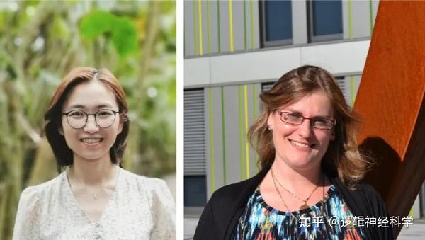 Dev Cell︱德国萨尔大学白贤淑/Anja Scheller团队揭示少突胶质细胞在急性脑损伤中的潜在可塑性 - 知乎