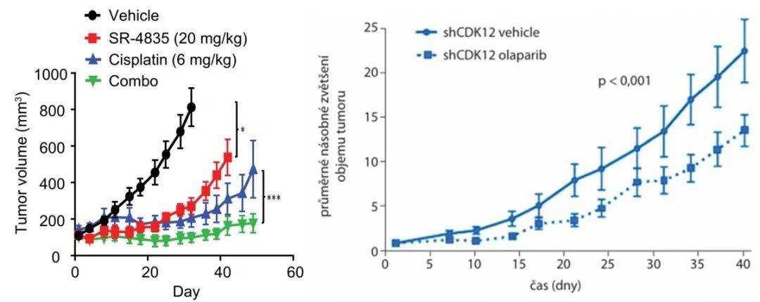 学术前沿 | CDK12基因在肿瘤临床应用的明星之路 - 知乎