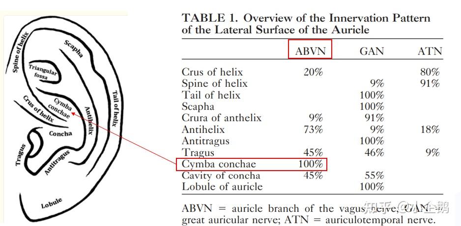 迷走神经——浅谈四（迷走神经刺激的几种方式） - 知乎