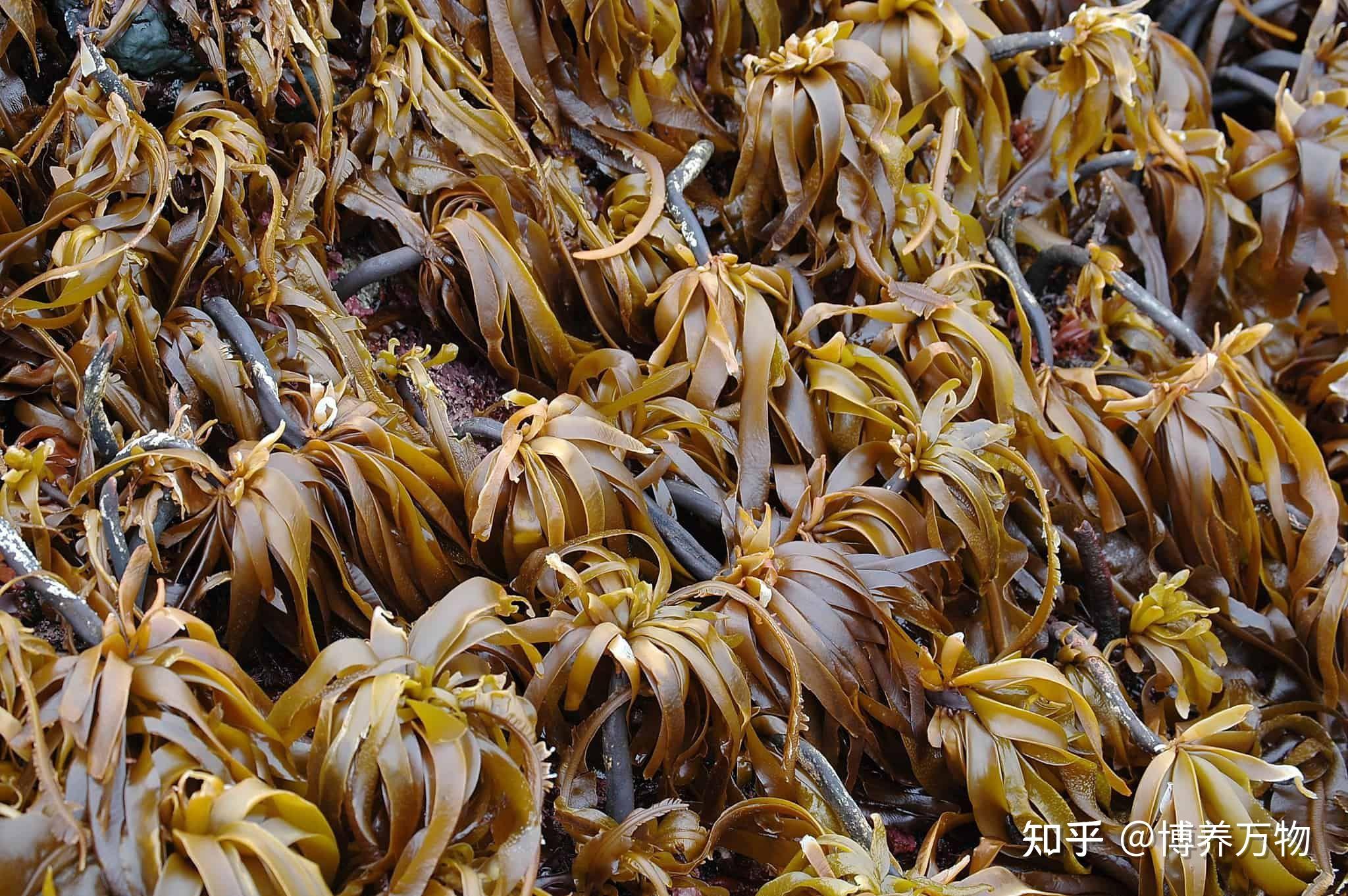 海带目Laminariales:壮丽巨藻，海中森林的创建者 - 知乎