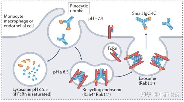 带你了解新生儿Fc受体（FcRn） - 知乎
